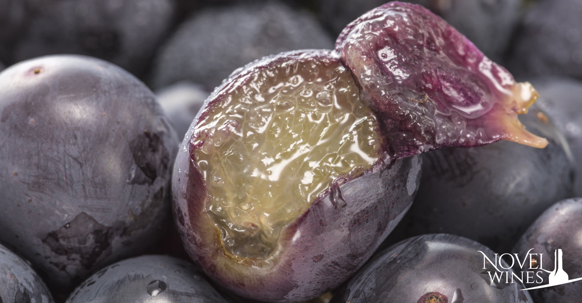 Understanding TANNIN: Tasting Week - Learn to Taste Wine!